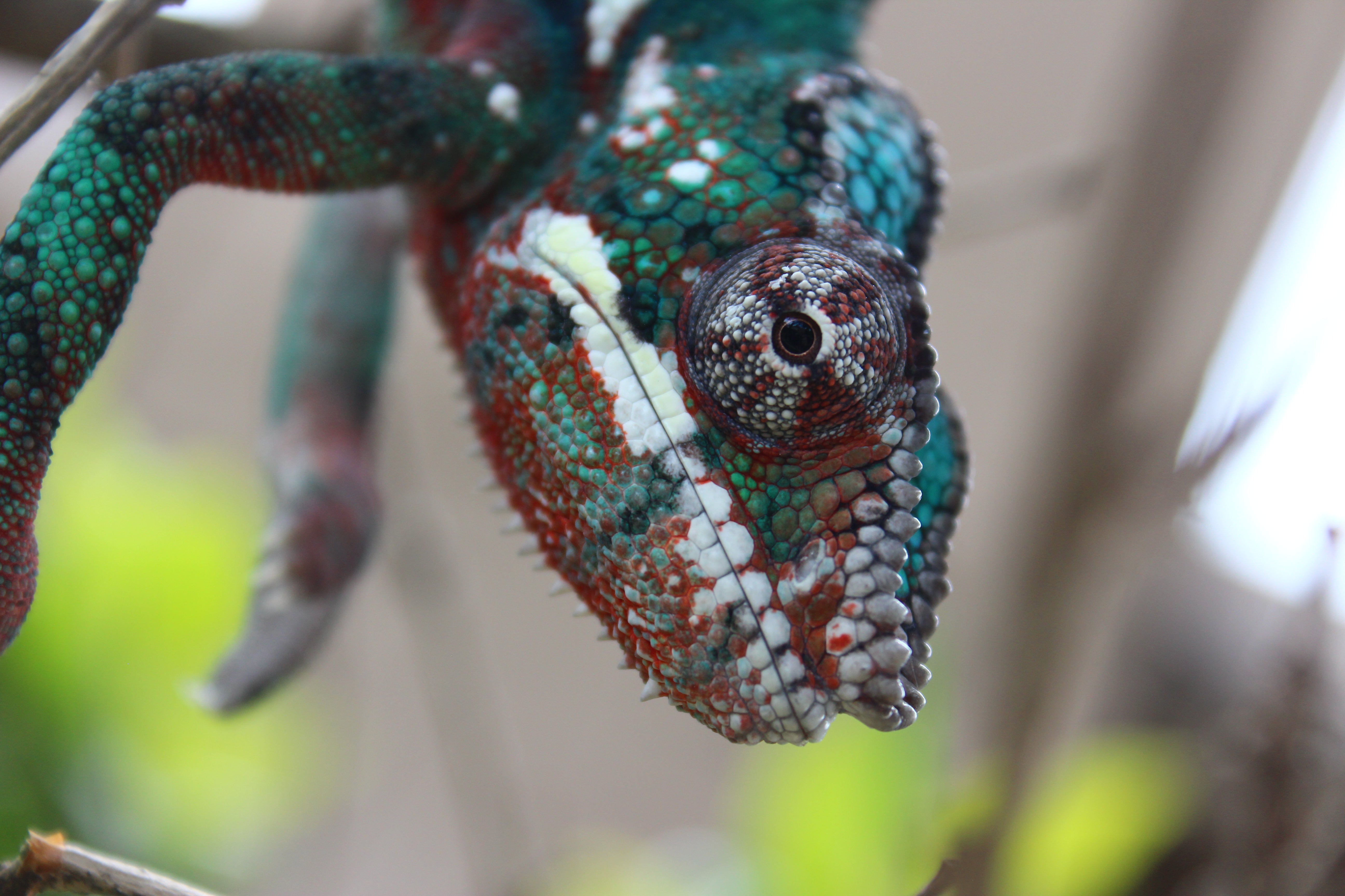 Welcome to Third Coast Kameleons – My Store